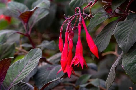Gail Barber On Fuchsia Propagation In Early Spring Its Easy Quick