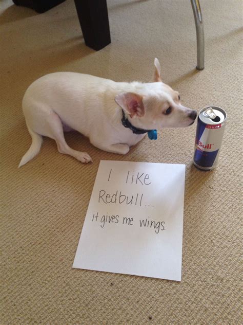 Dog Shame Chihuahua Red Bull Gives Me Wings Dog Shaming Chihuahua