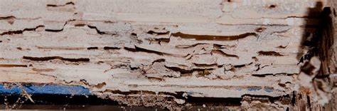 Unleashing The Power Of Formosan Subterranean Termite Baiting