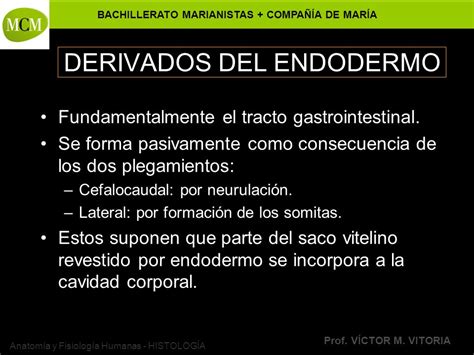 Desarrollo Embrionario En El Hombre Ppt Video Online Descargar