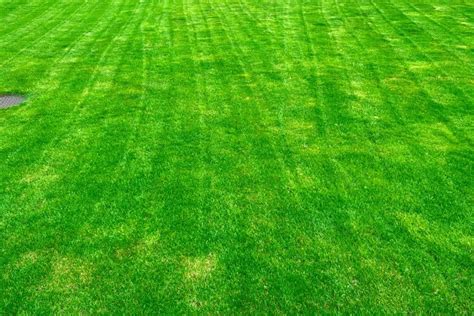 What S The Difference Between Lawn Turf What To Do Before Laying Turf