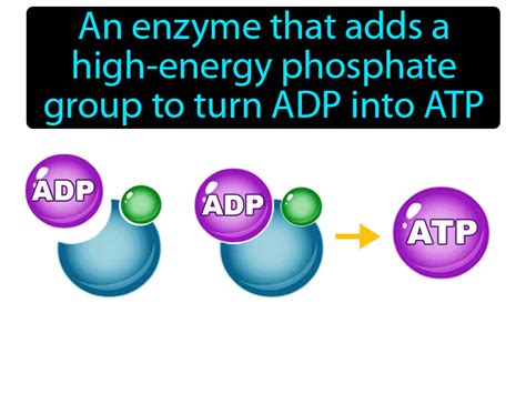 atp synthase definition and image flippy