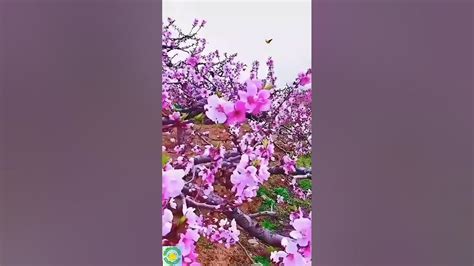 موسیقیآهنگخواننده جلال نصیری Youtube