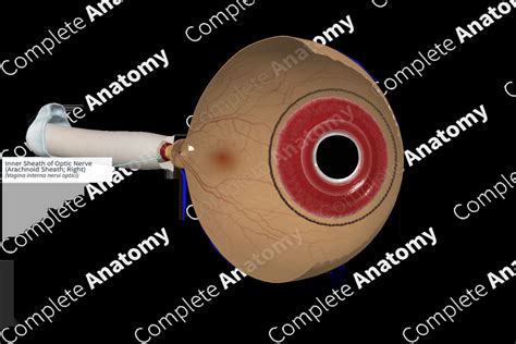 Inner Sheath Of Optic Nerve Arachnoid Sheath Right Complete Anatomy
