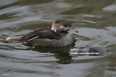 A Female Hooded Merganser Lophodytes Cucullatus Swimming On A Pond At
