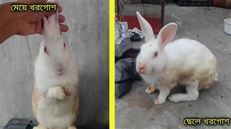 খরগোশ ছেলে না মেয়ে কিভাবে বুঝব খরগোশের ছেলে মেয়ে চেনার উপায় কি Rabbit Male Female
