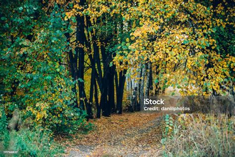 여러 가지 빛깔의 단풍과 멋진 가을 풍경 나무에 경치 가을 단풍 노란색 오렌지 잎 알타이의 아름다운 황금 가을 타락한 잎과 다채로운 가을 숲 그림 같은 풍경입니다 가을에