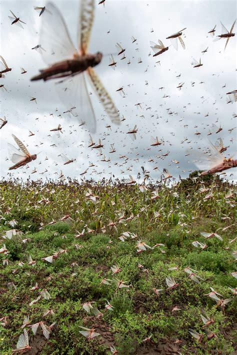 Locust Swarm Locust Swarm 250 Km Away From Jharkhand Say Officials