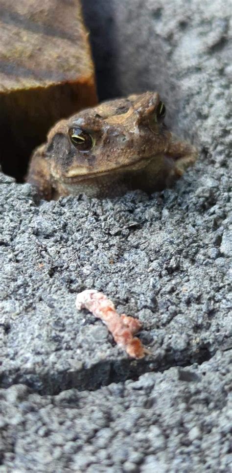 The Newest Additions To The Toad Army R Toads