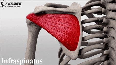 10 Effective Rotator Cuff Exercises For Stronger Shoulders