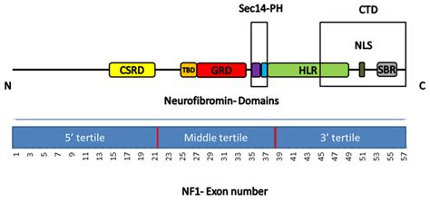 Neurofibromatosis Type 1 Gene