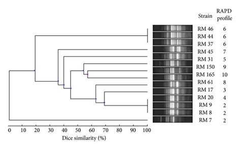 dendrogram generated by the dice coefficient and clustering by