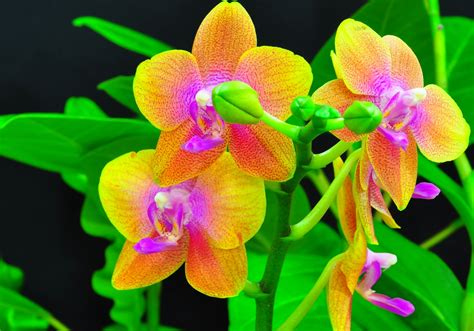 Vibrant Orchid Branch Natures Hd Wallpaper