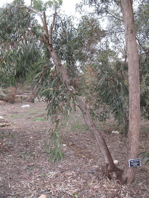 Eucalyptus Porosa איקליפטוס נקבובי Mallee Box The Jerusalem