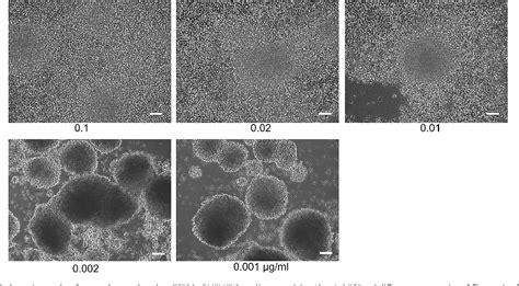 Figure 8 From A Neural Stem Precursor Cell Monolayer For Neural Tissue Engineering Semantic