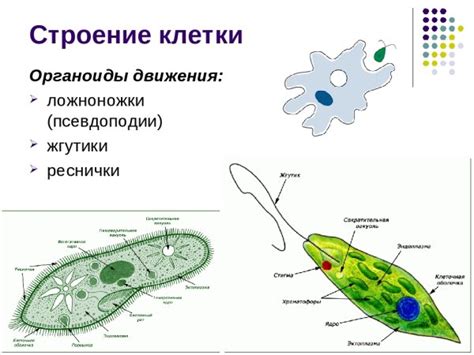 Жгутики рисунок (50 фото)