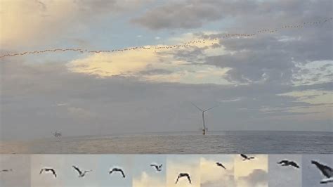 New Ai Monitoring Protects Birds Supports Offshore Wind Farms Tomorrows World Today®
