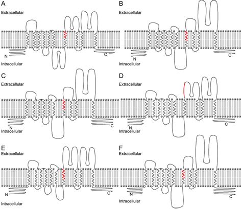 Sequence Structure Mapping Of Putative Transporters A Yali0b19470p Download Scientific