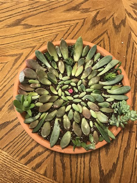 Propagation Time R Succulents