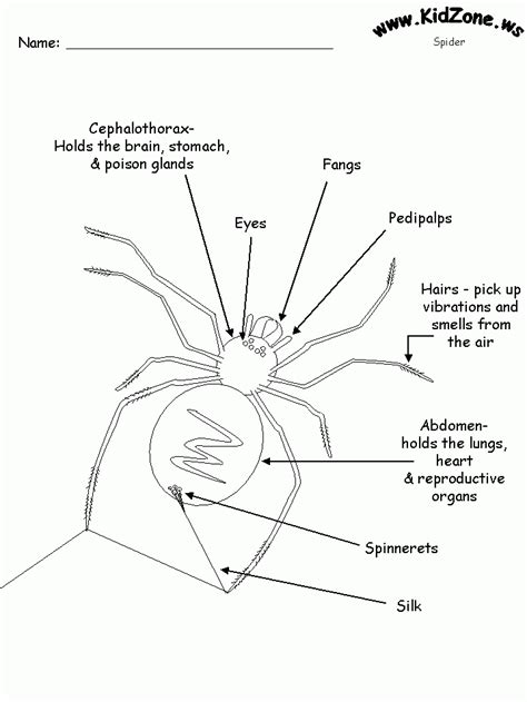 Spider Anatomy Worksheet Answers