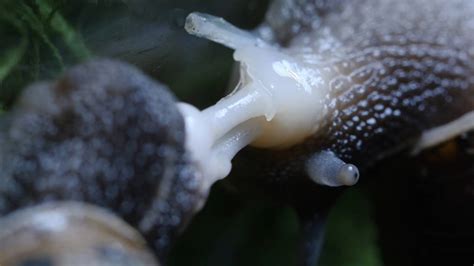 Everything You Never Wanted To Know About Snail Sex KQED