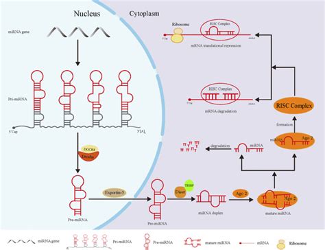 Roles Of Noncoding RNA In Reproduction PMC