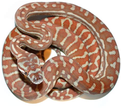 50 Hypo Bredli 66 Het Stripe Centralian Carpet Python By Inland