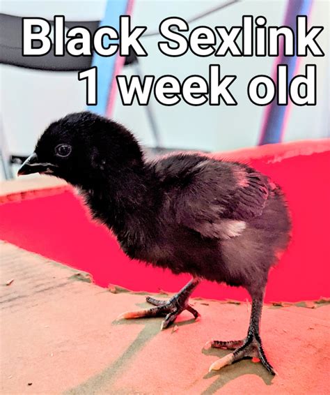 BlackSexlink PORTRAIT ORIGINAL BackYard Chickens Learn How To Raise Chickens