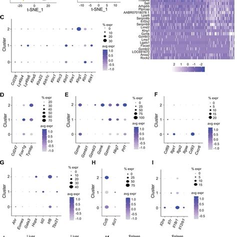 Three Group 1 Ilc Populations In Liver Defined By Single‐cell