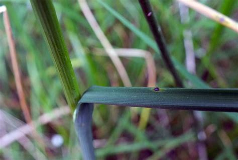 Allium Vineale Alliaceae