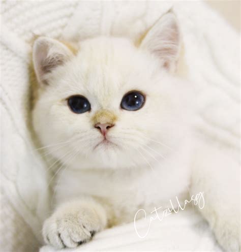 British Shorthair in Singapore | Kittens For Sale | Singapore Cattery