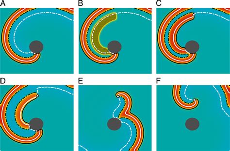 A A Single Spiral Wave Pinned To An Obstacle In The Fhn Model B