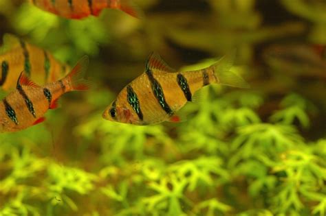 Barbus pentazona 007 | Bart Laurens