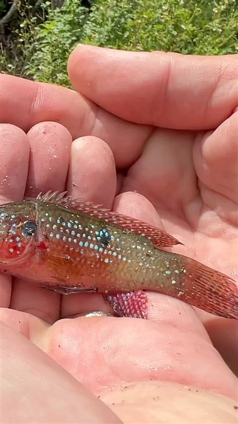 I Caught A Truly Unique And Unusual Looking Fish 👀 Fish Fishing