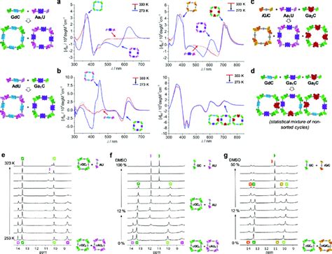 Selective Cyclic Tetramer Dissociation A−d Temperature Dependent Cd