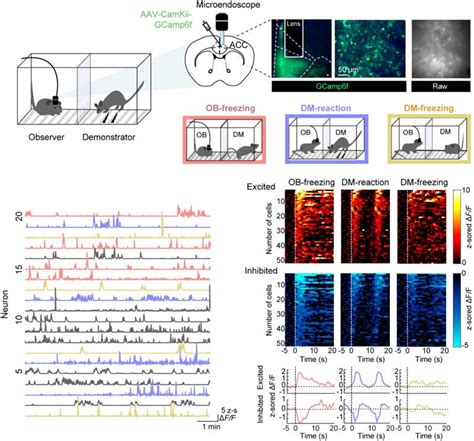 Decoding The Neural Basis Of Affective Empathy How The Brain Feels