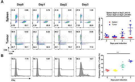 The Alterations Of T Cell Status During Induced Expression Of Download Scientific Diagram