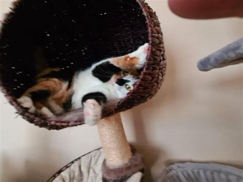 High On Catnip R Cats