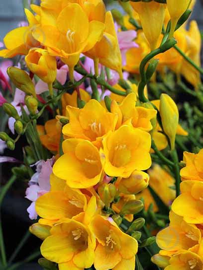 ᐉ Бульбоцибулина Tuberbulb Export B V фрезії простої жовтої 5 шт • Краща ціна в Києві Україні