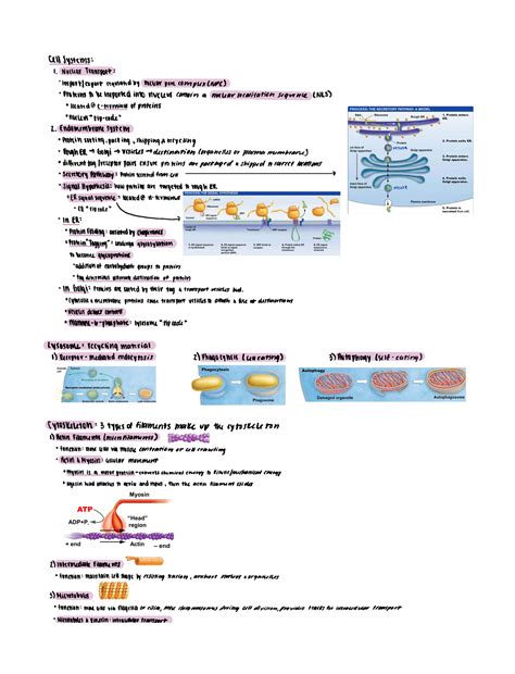 Cell Systems And Signaling Biology 113 Studocu