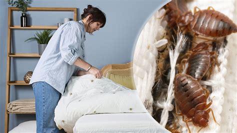 Bed Bugs Or Fleas Whats Biting You In Bed Toms Guide Bed Bugs Or Fleas Whats Biting You In Bed Toms Guide