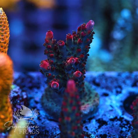 All Sps Signature Frags
