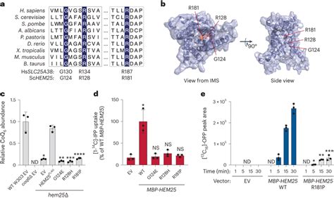 Hem25p Function Is Required For Bacterial Ipp Import A Multiple