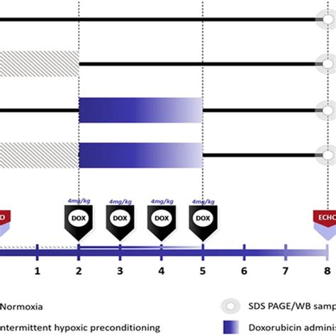 Timeline Of Experimental Protocol Displayed In Weeks Download