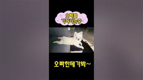 오빠를 애타게 기다리는 댕댕이~ 🐶 강아지 Pomeranian 포메 귀여워 Run Youtube
