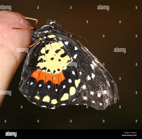 New World Crimson Patch Butterfly Chlosyne Janais Also Known As The