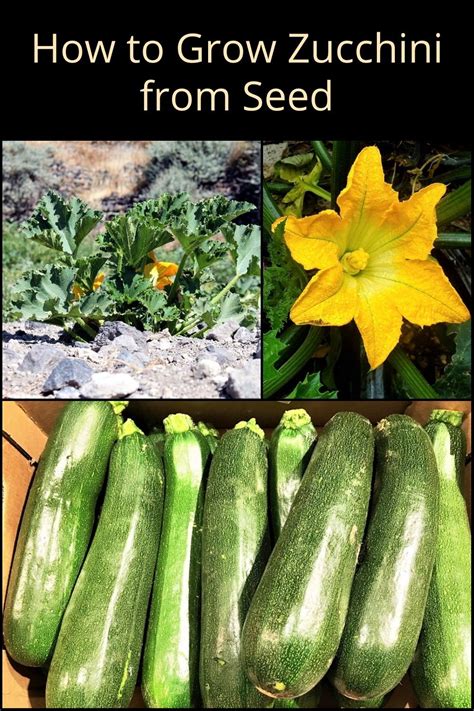 How To Grow Zucchini From Seed 5 Useful Guide The Garden Growing