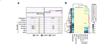 A Half Of Endo Dmrs Are Methylated In Rdd Dry Seed A Representative Download Scientific