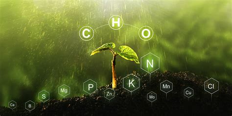 How Do Nutrients Enter Plants How Plants Absorb Nutrients