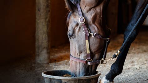 Beet Pulp Qanda Bluebonnet